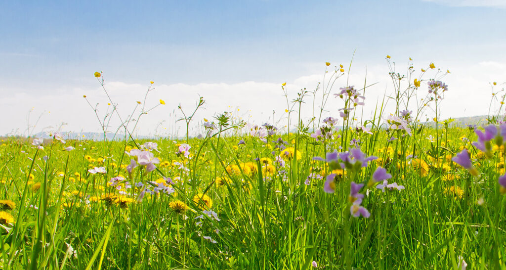 Panneaux et biodiversité - Panneaux pédagogiques Panneaux et biodiversité - Panneaux pédagogiques